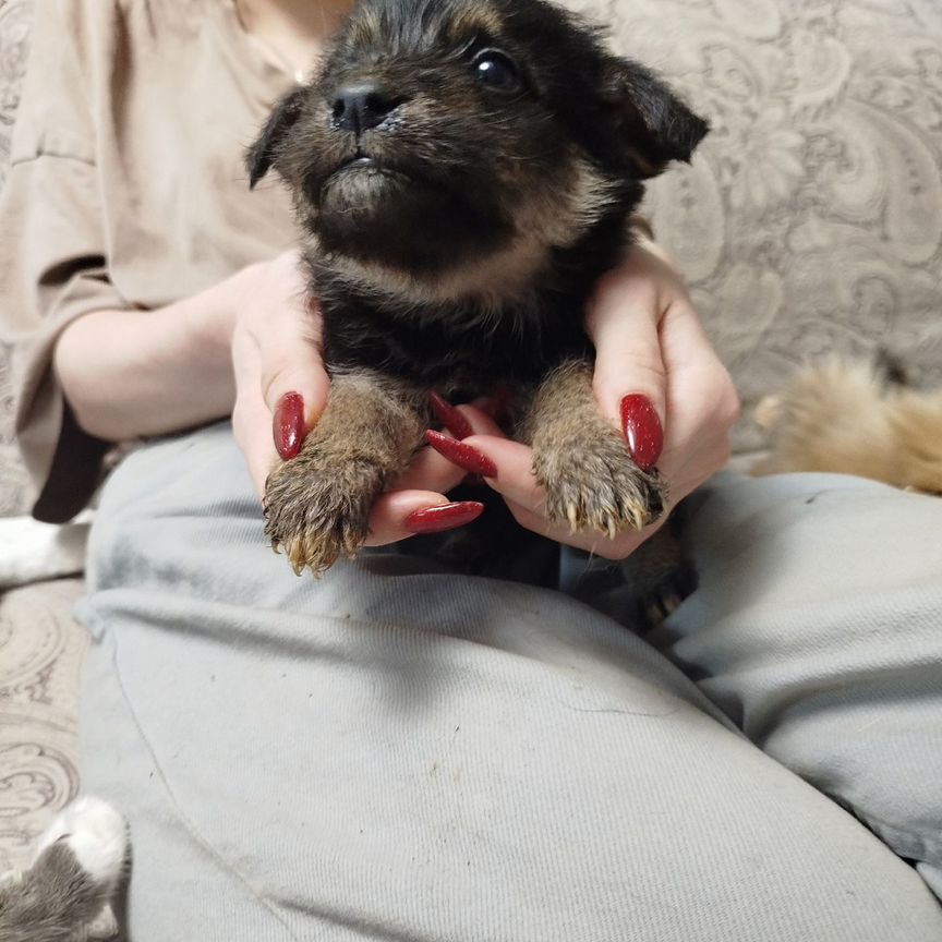 Щенок в добрые руки