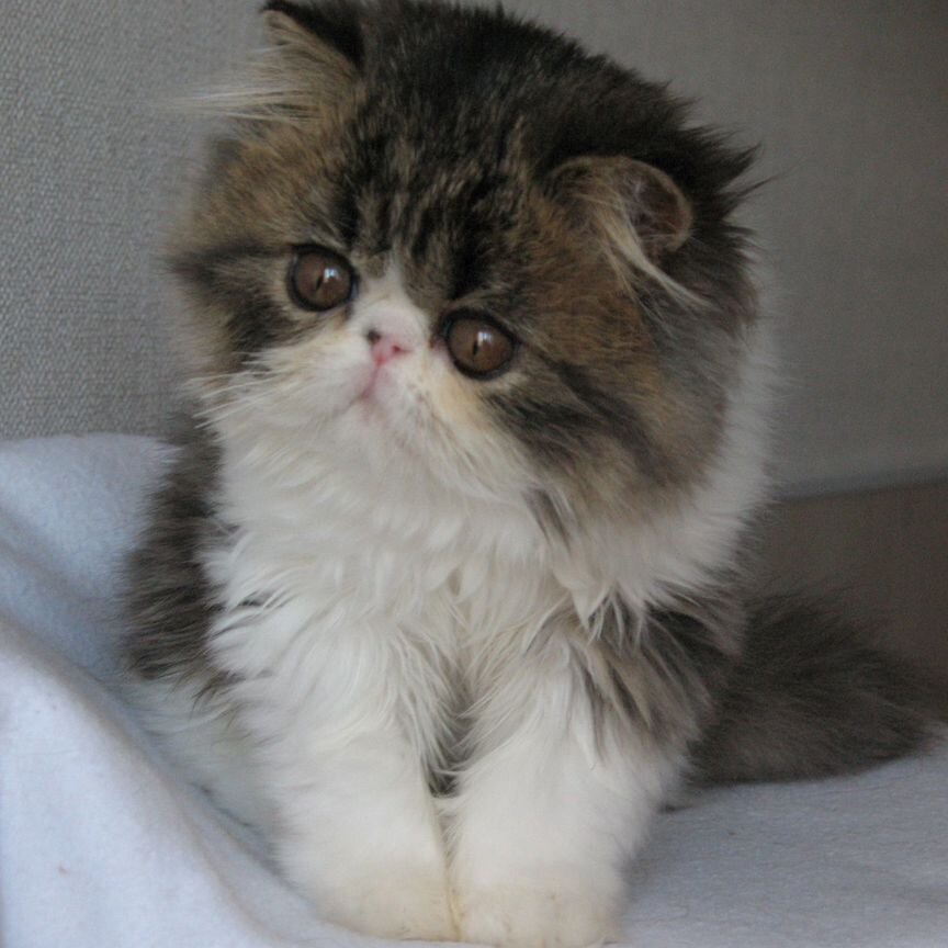 Персидский котик