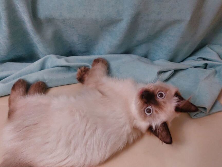 Невская маскарадная котёнок