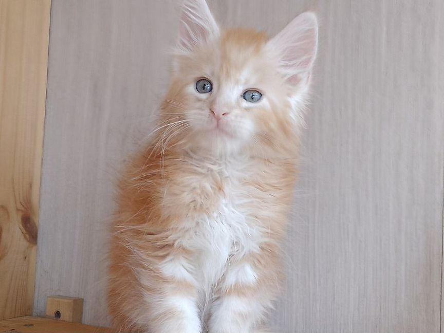 Котята мейн-кун