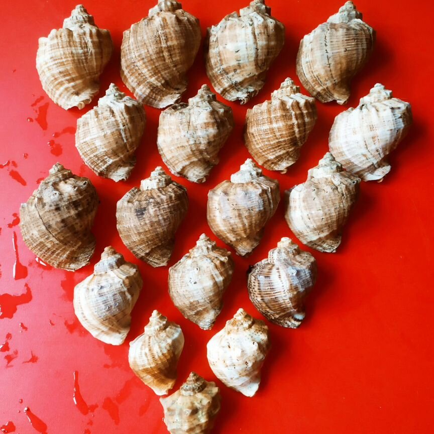 Морские ракушки рапан, для аквариума