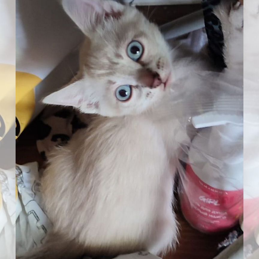 Котята в ответственные добрые руки