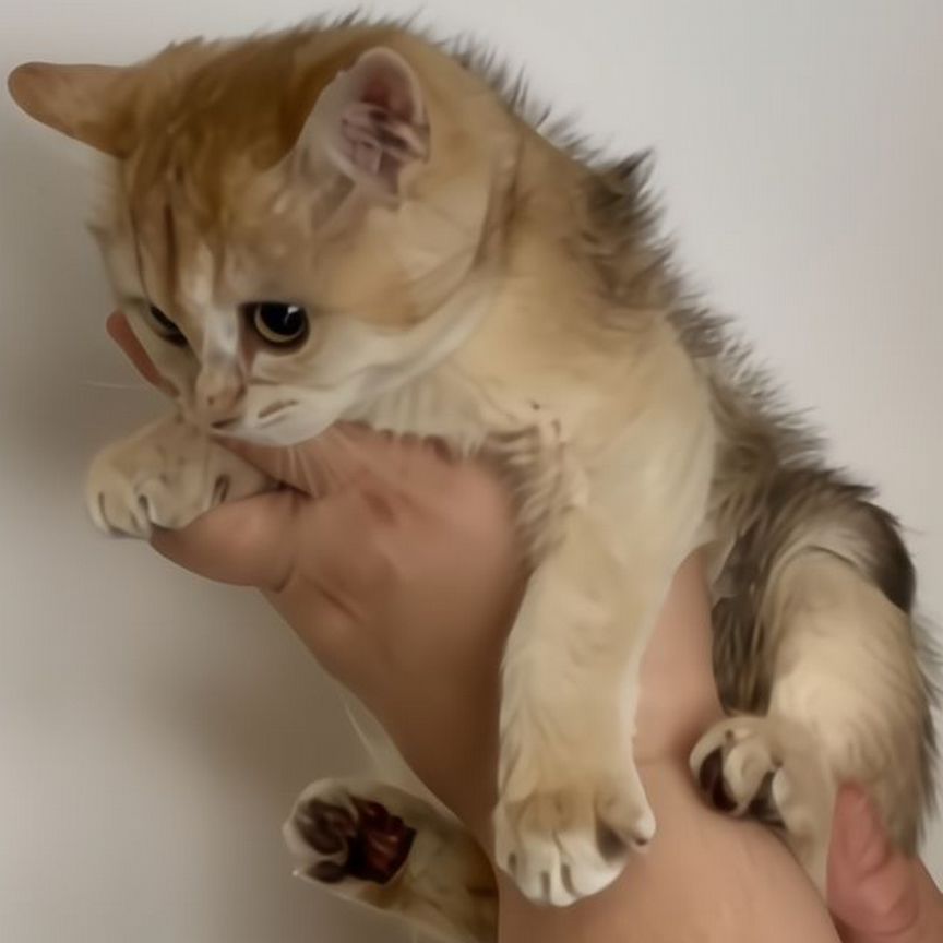 Шотландский прямоухий короткошёрстный котёнок