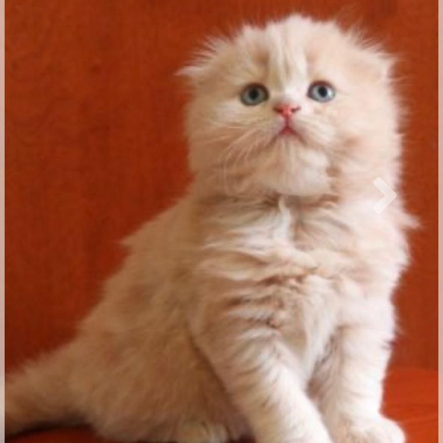 Шотландские котята хайленд