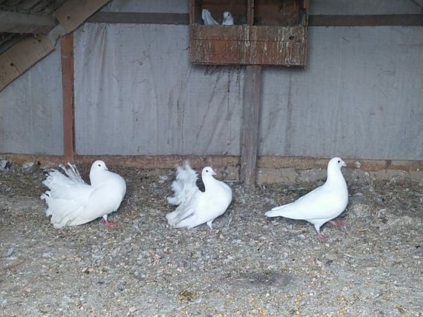 Голуби