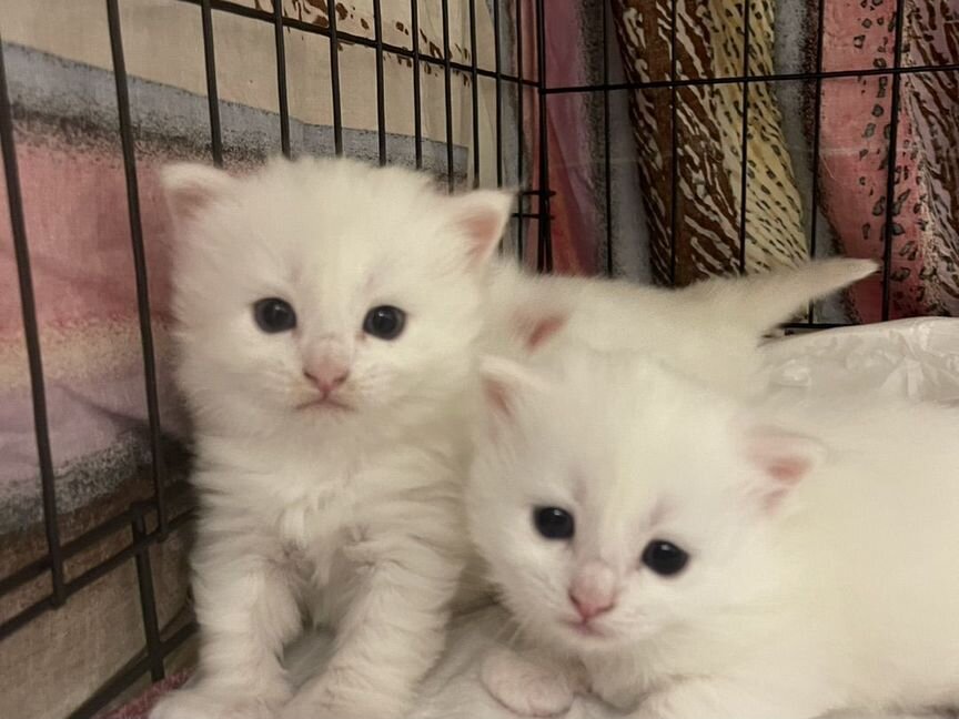 Котята турецкой ангоры