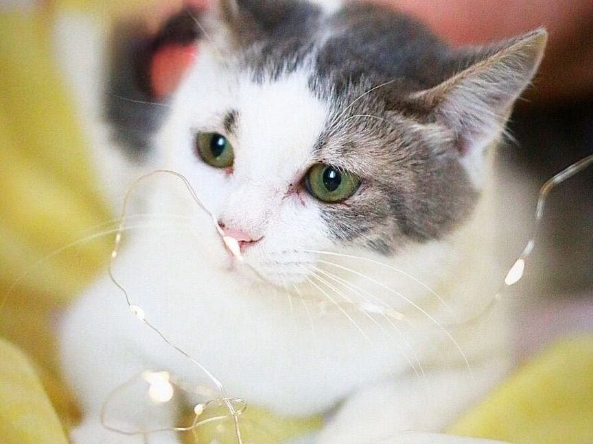 Молодая кошечка около 1г, стерилизована, ласковая