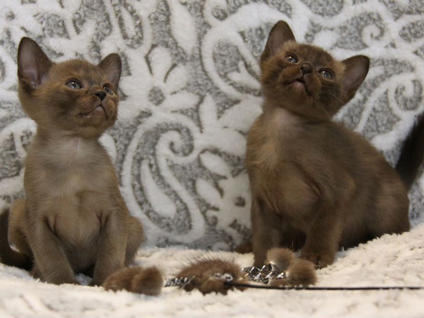 Элитные бурманские котята