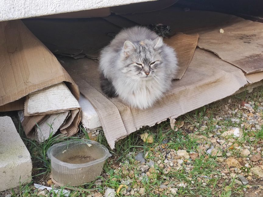 Кошечка в добрые руки