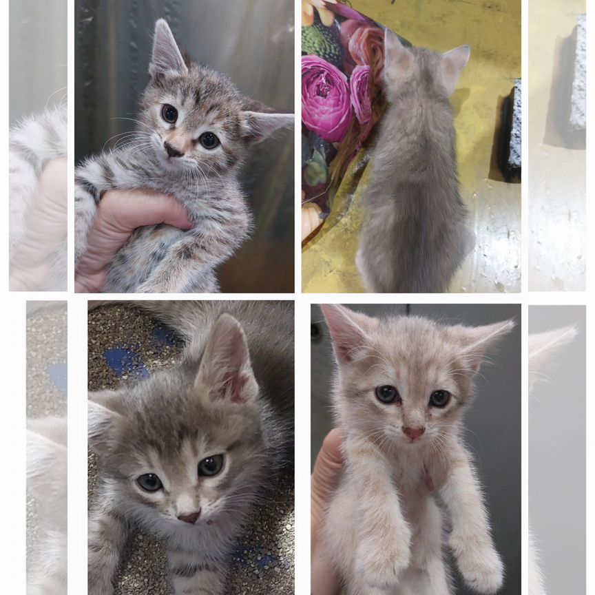 Котята