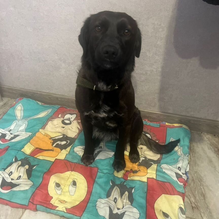 Молодая собачка в добрые руки