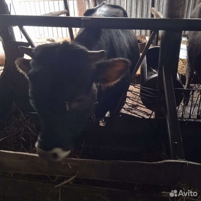 Бычки швицкой породы