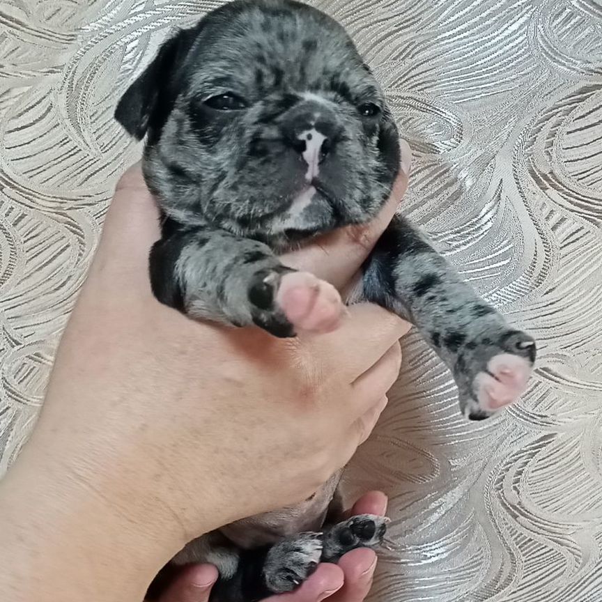 Щенки французского бульдога