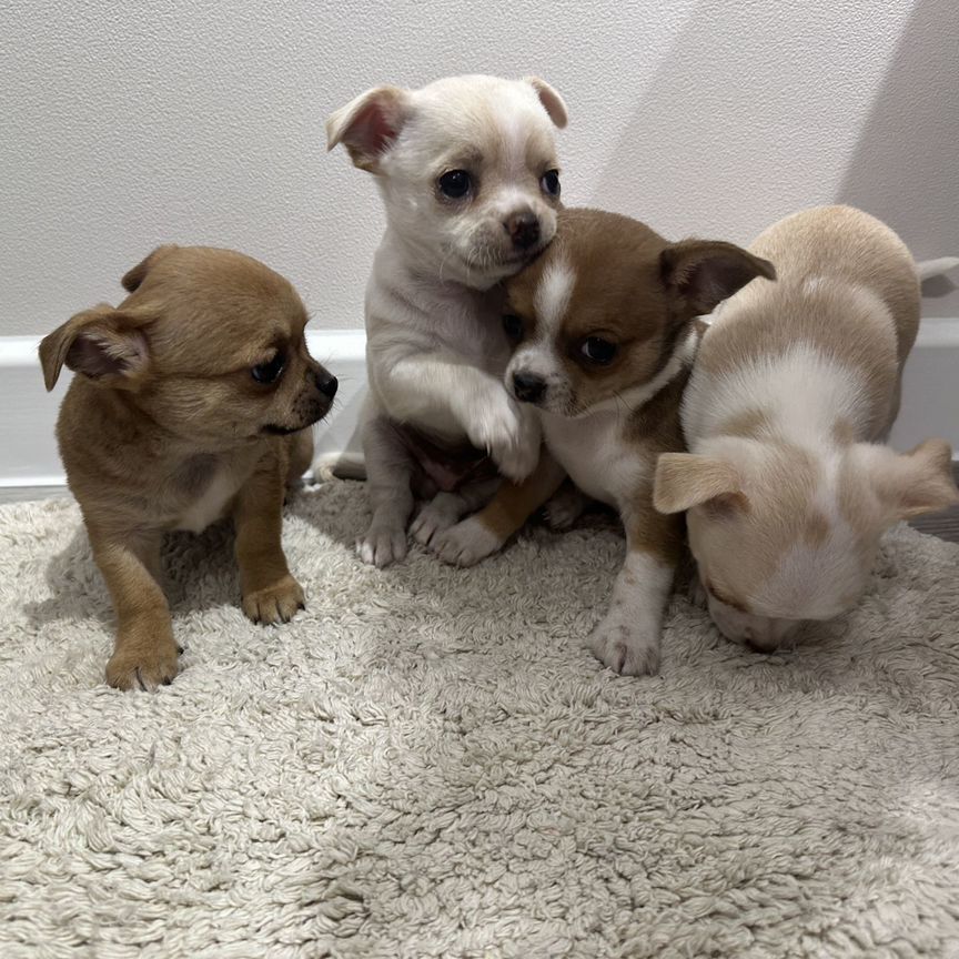 Щенки чихуахуа