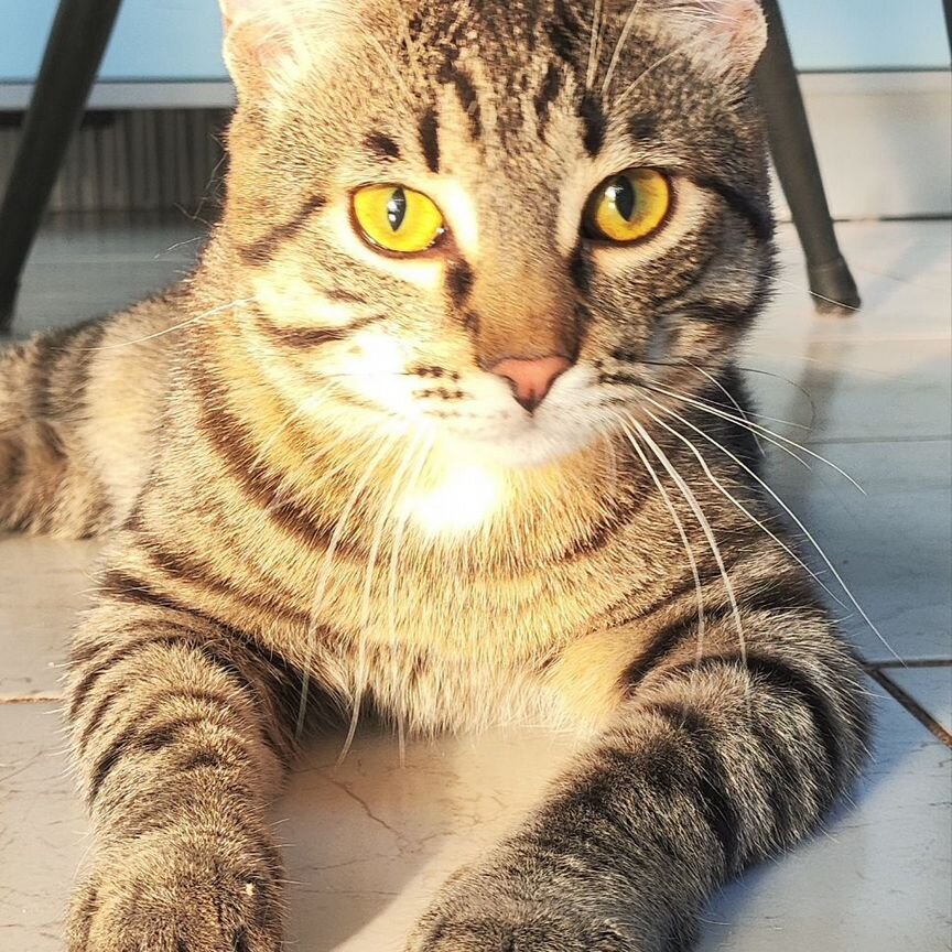 Котик беспородный