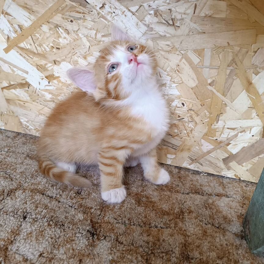 Котята в добрые руки мальчик