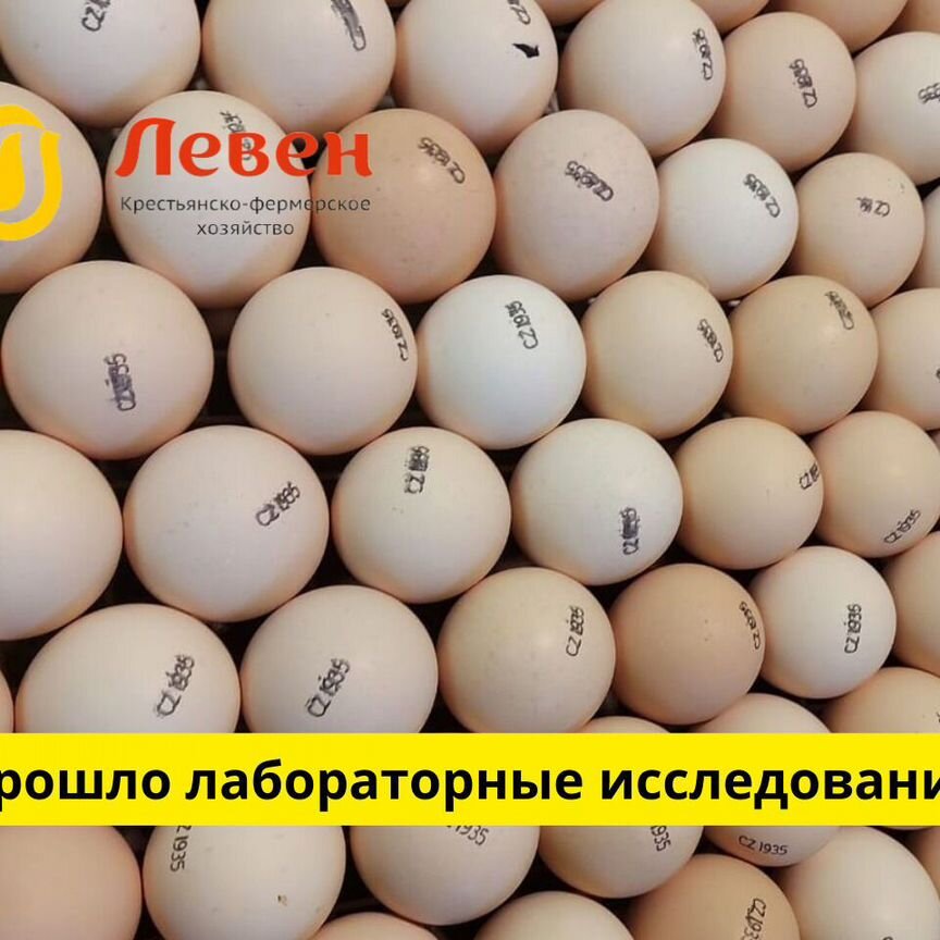 Инкубационное яйцо бройлера из Европы