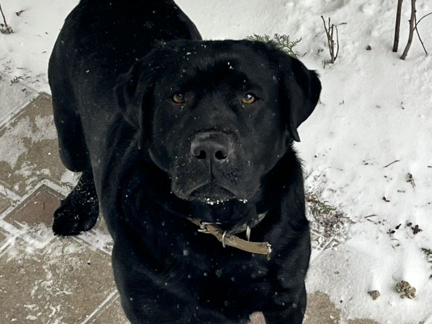 Кобель лабрадора вязка