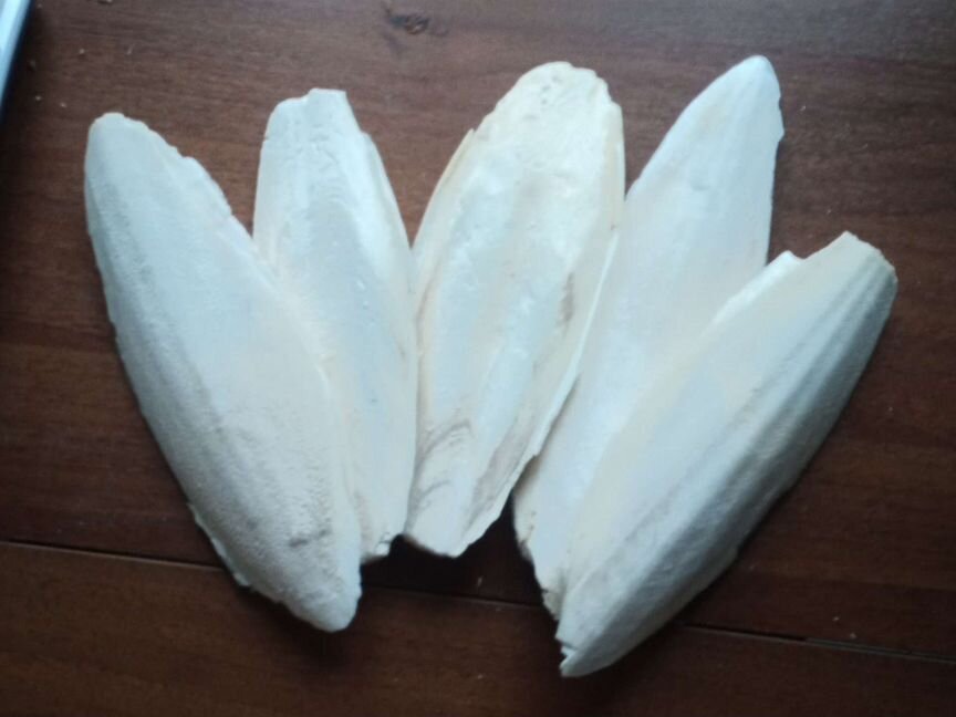 Сепия панцирь каракатицы