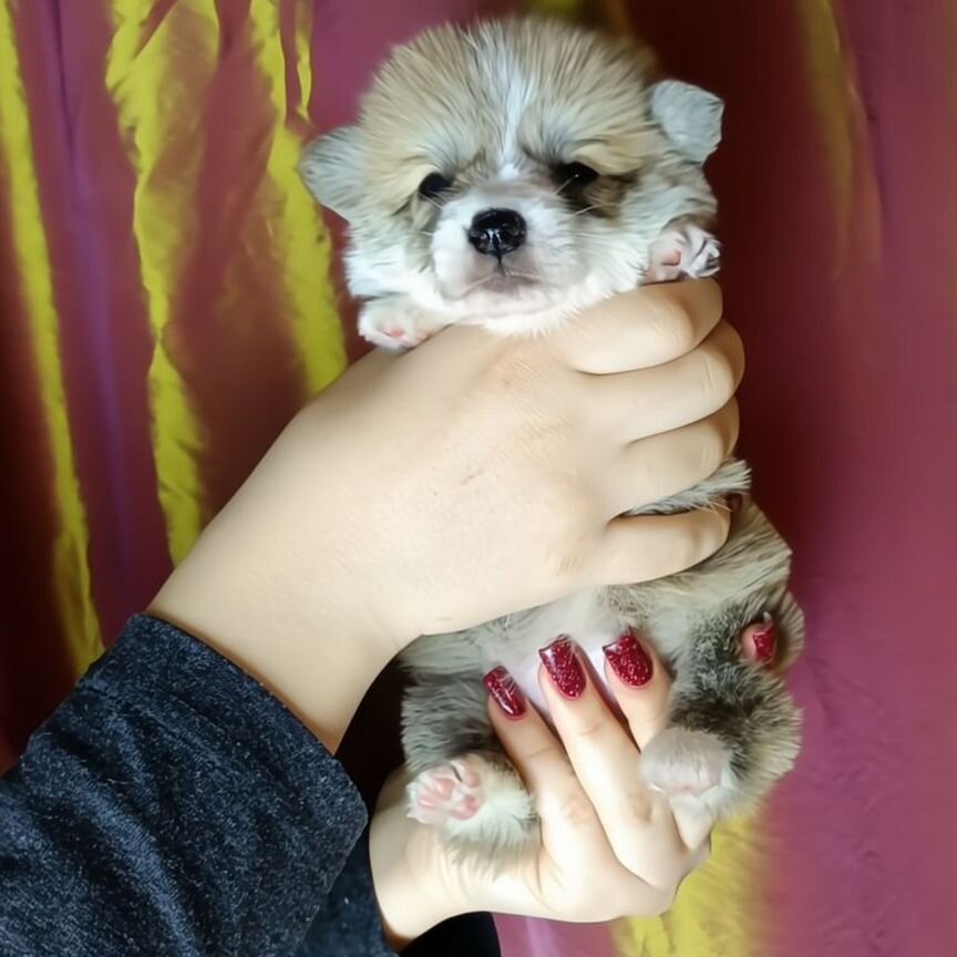 Вельш Корги Пемброк, щенок