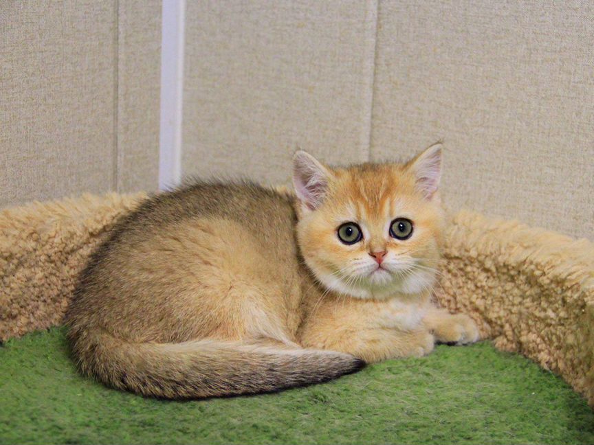 Долли - золотистая шиншилла кошечка