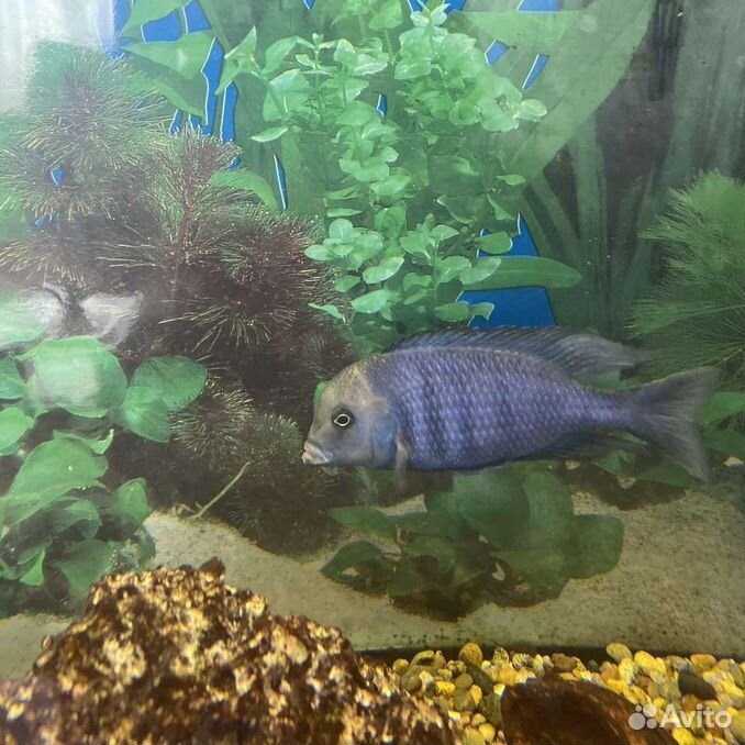 Голубой дельфин самец