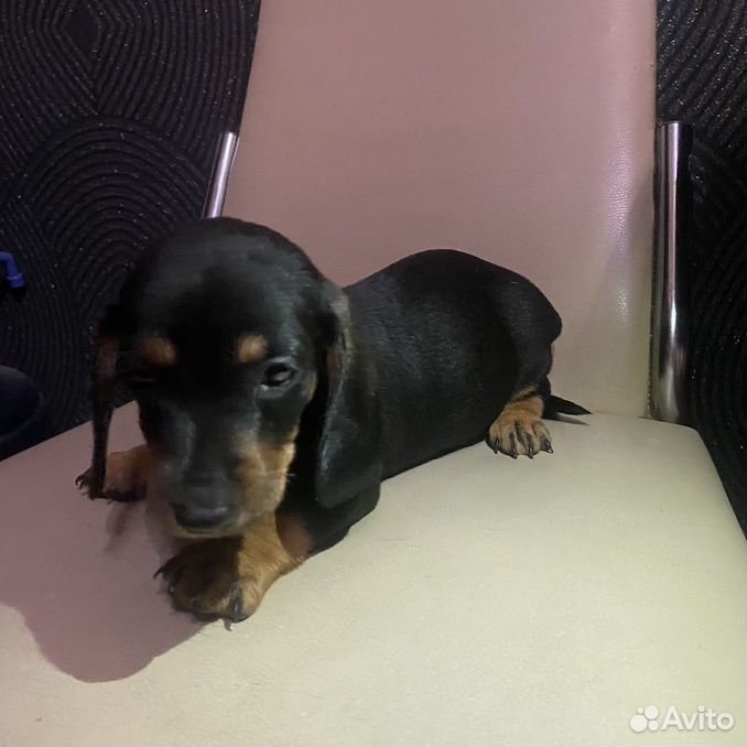 Шенки таксы