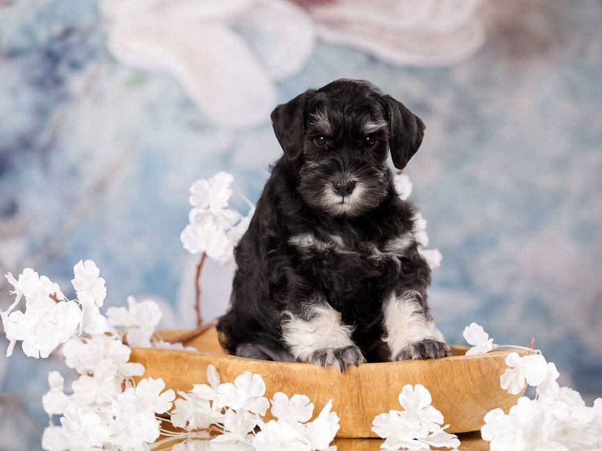 Цвергодетки от красивых родителей