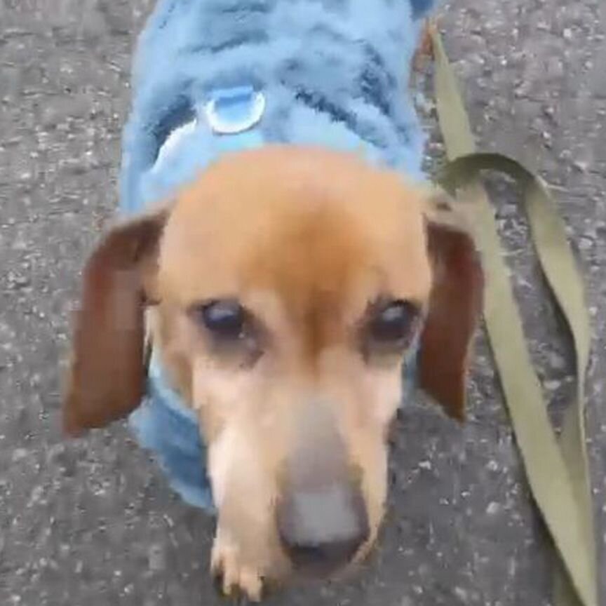 Такса, взрослая собака