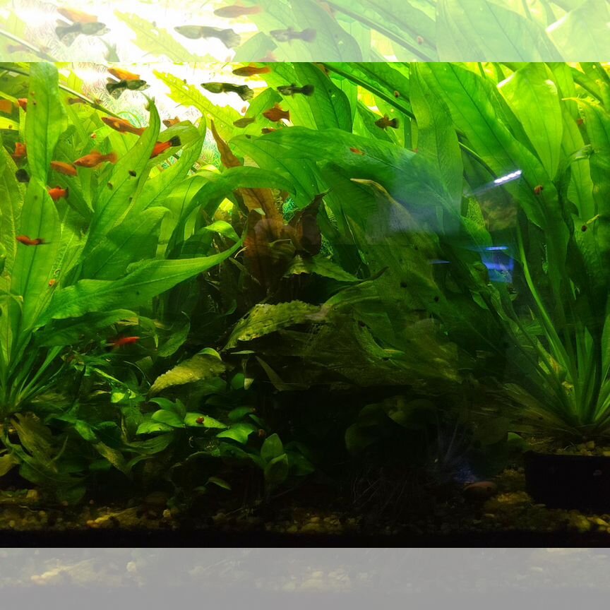 Эхинодорусы, криптокорины