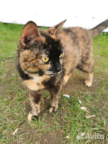 Кошка молодая в добрые руки
