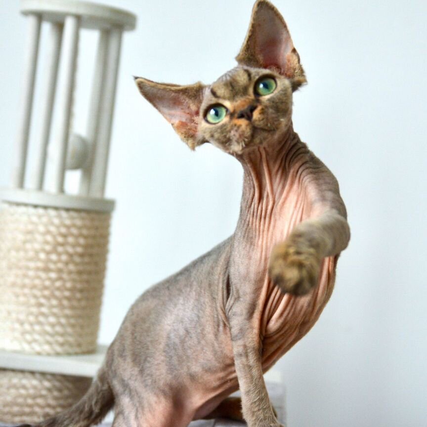 Девон-рекс котёнок