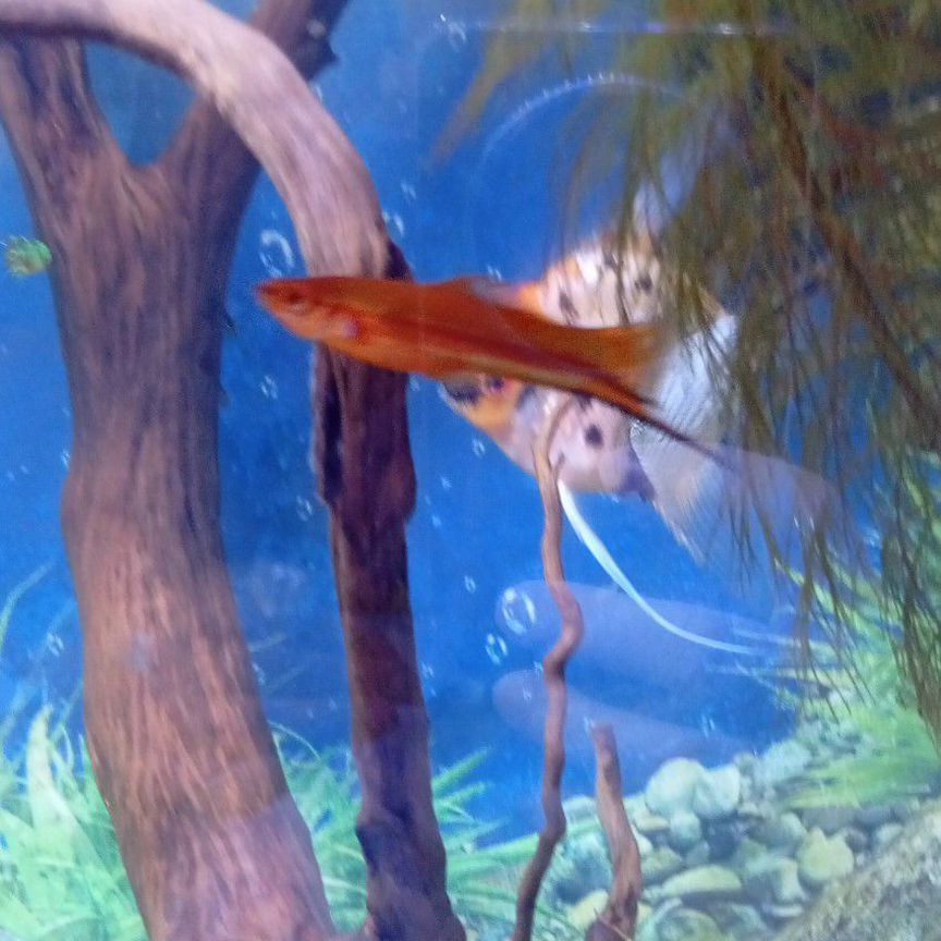 Самец меченосца