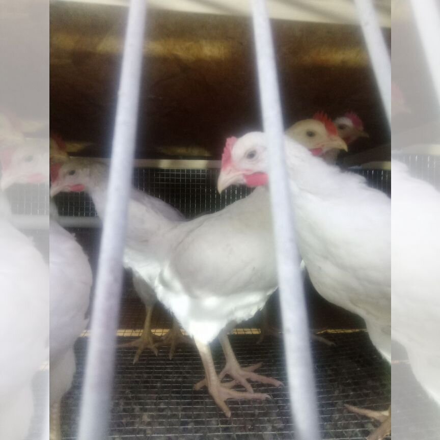 Молодые петушки