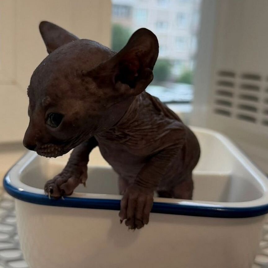 Донской сфинкс котёнок
