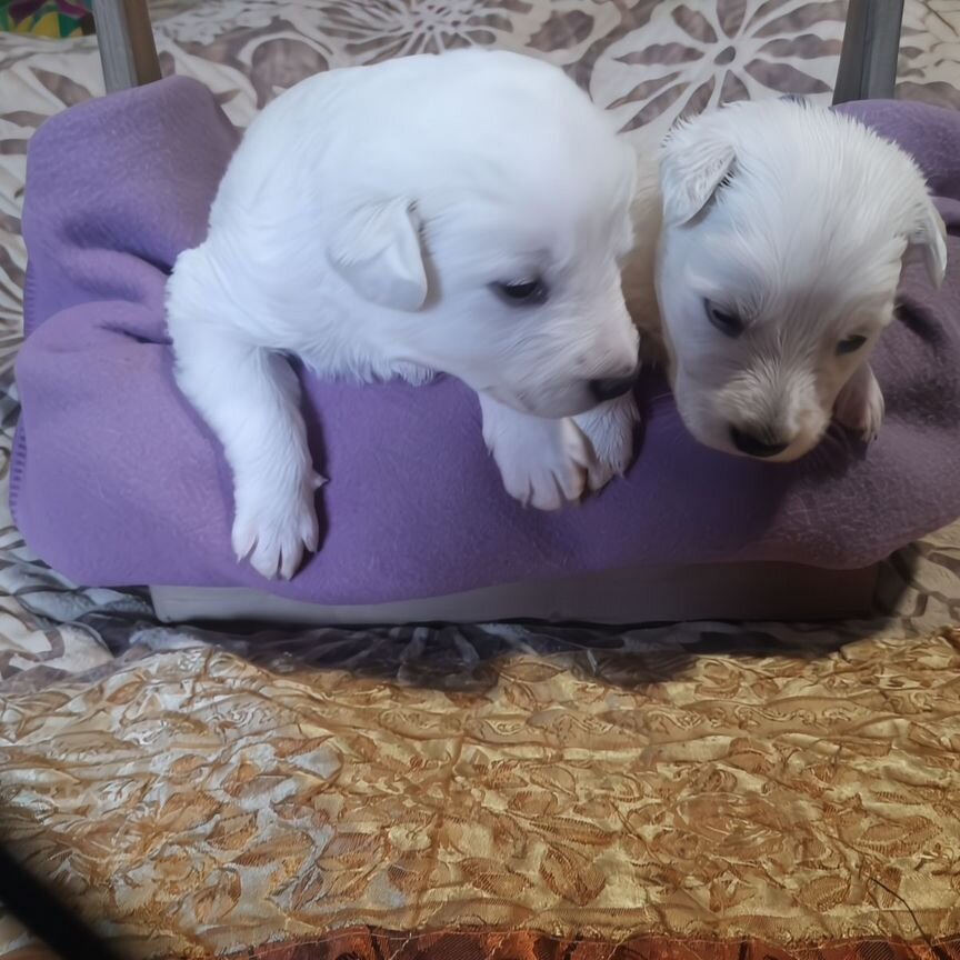 Щенок в добрые руки