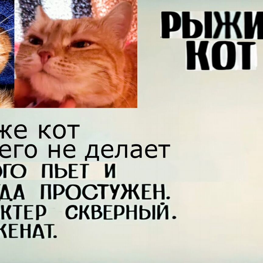 Продам озорного кота хорошему человеку
