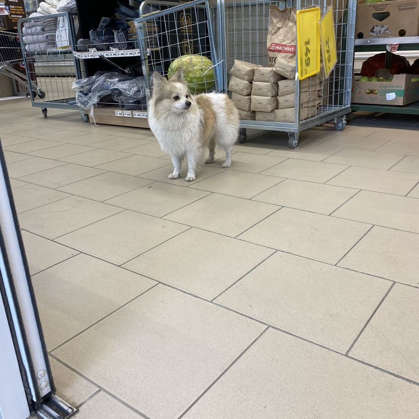 Найдена собака шпиц