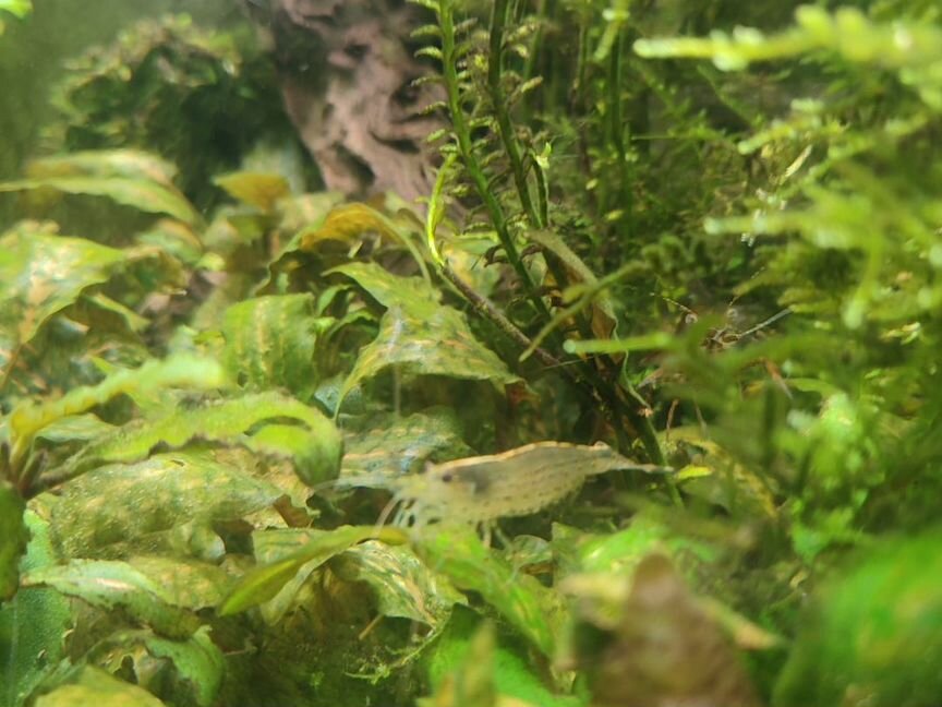 Креветки амано и кольцерукие (3+2 шт.)