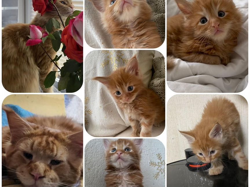 Котята мейн-кун рыжие