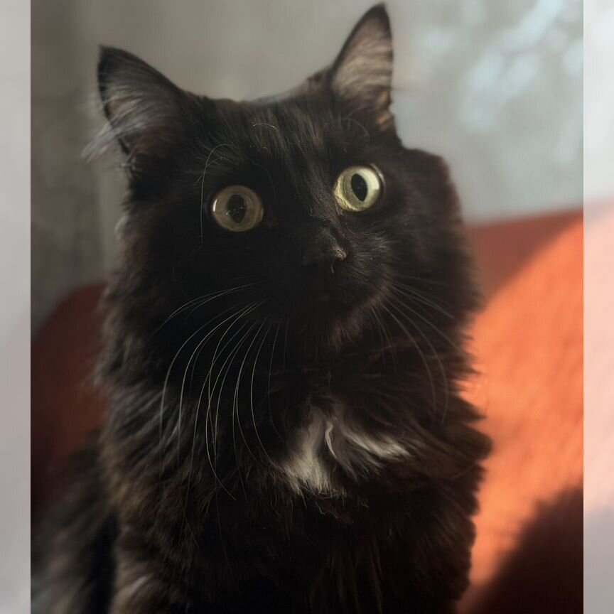 Взрослая кошка в добрые руки