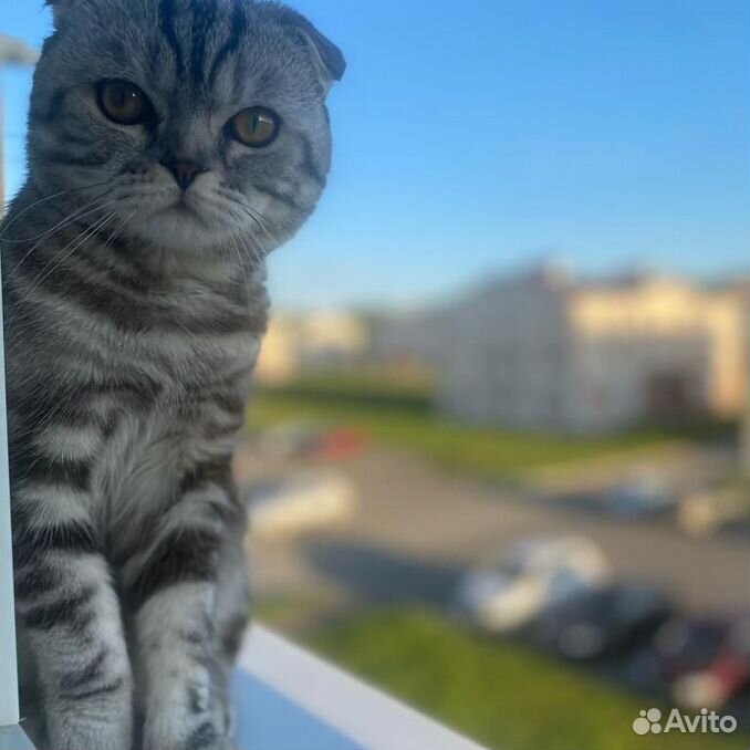 Британский вислоухий кот вязка