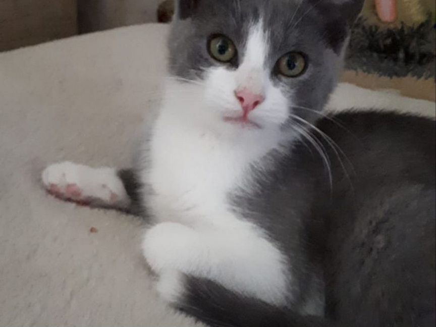 Котёнок мальчик в дар, привит, чипирован