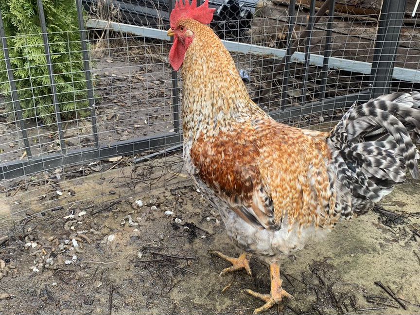 Молодые петухи разных пород