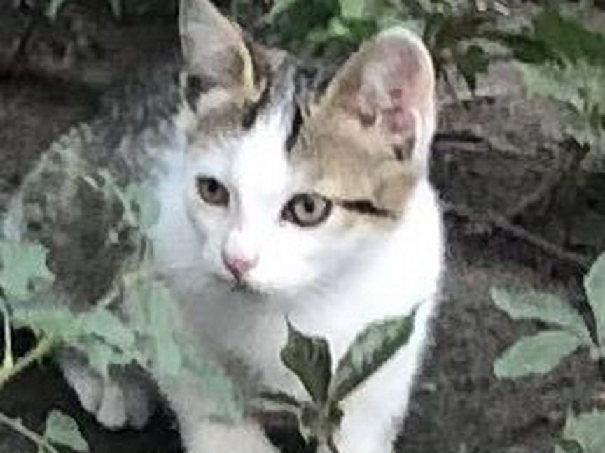 Курильский бобтейл котик. В дар