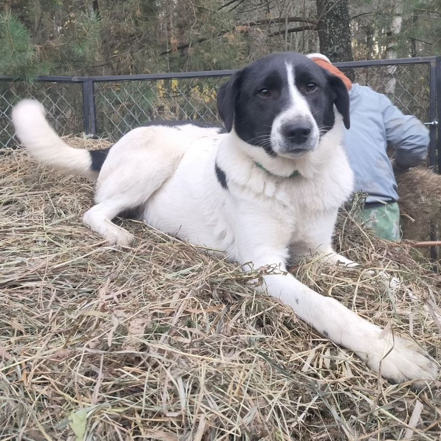 Взрослая собака в добрые руки