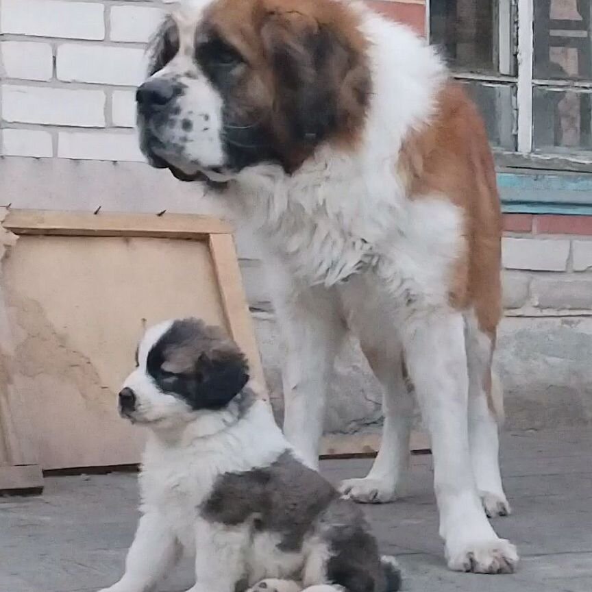 Щенки московская сторожевая