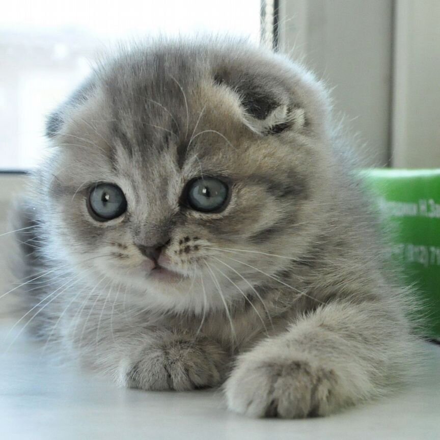 Шотландская вислоухая девочка