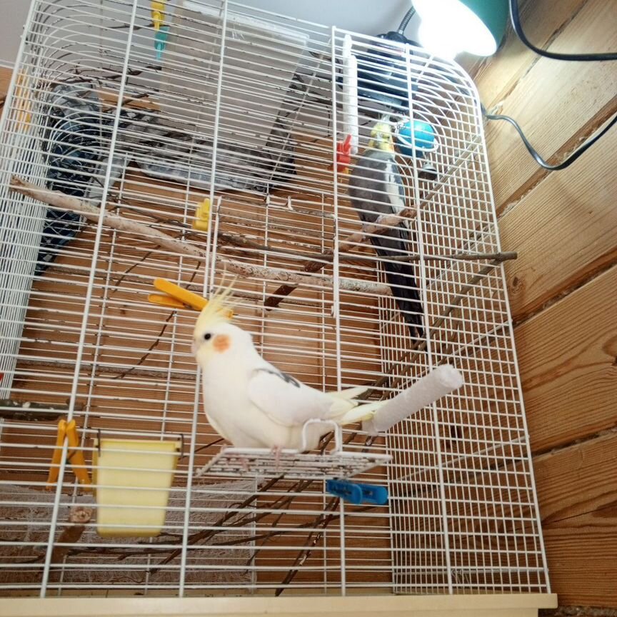 Попугай корелла девочка и мальчик