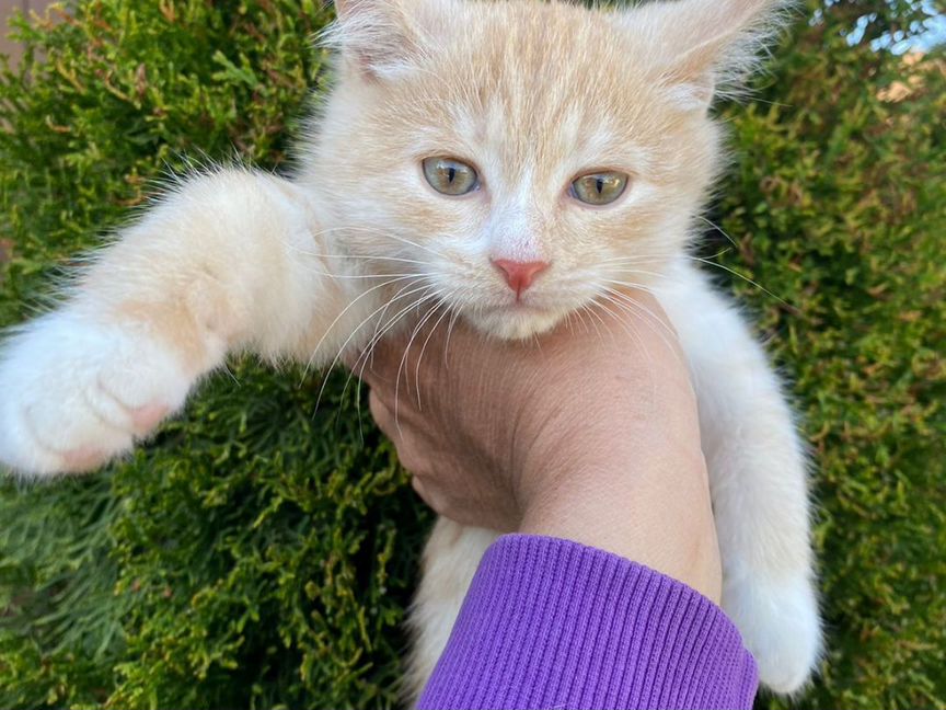 Котенок персиковый мальчик